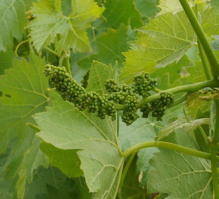 Locati Cellars – Italian style wines from the Walla Walla Valley