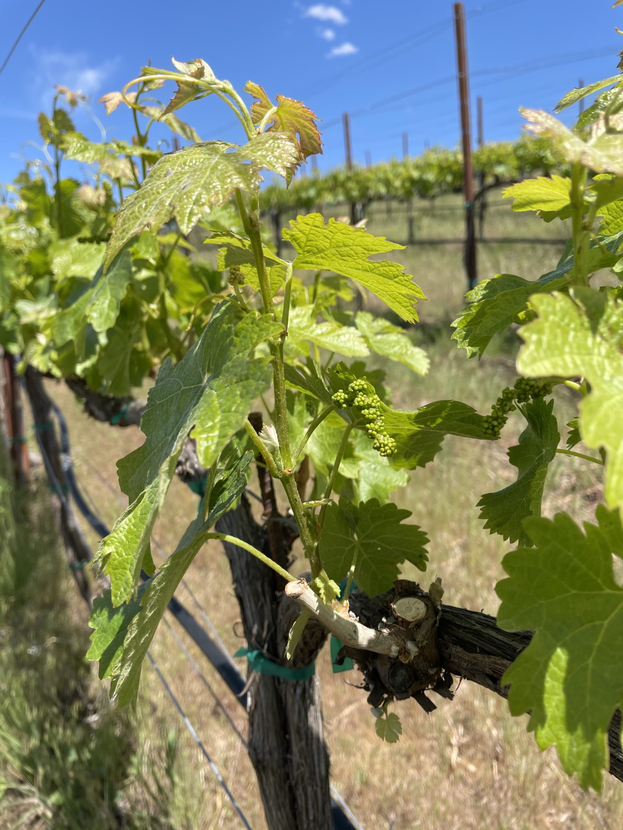 Locati Cellars – Italian style wines from the Walla Walla Valley