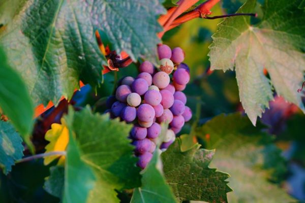 Locati Cellars – Italian style wines from the Walla Walla Valley